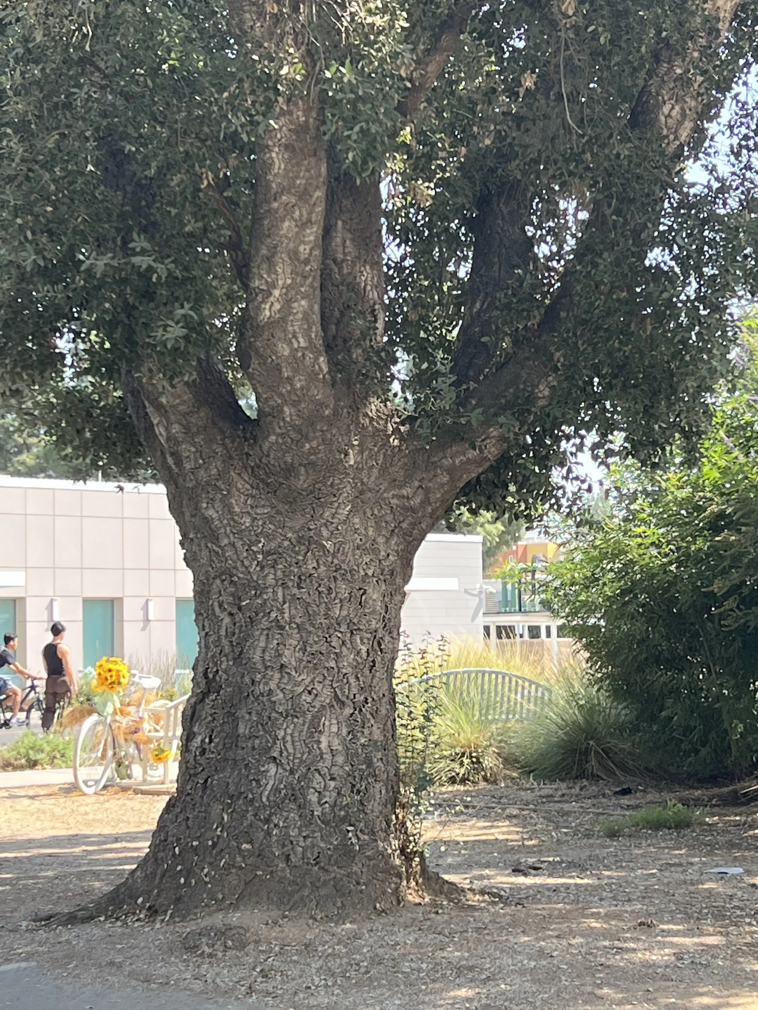 What is a cork tree? — Jelinek Cork Group®