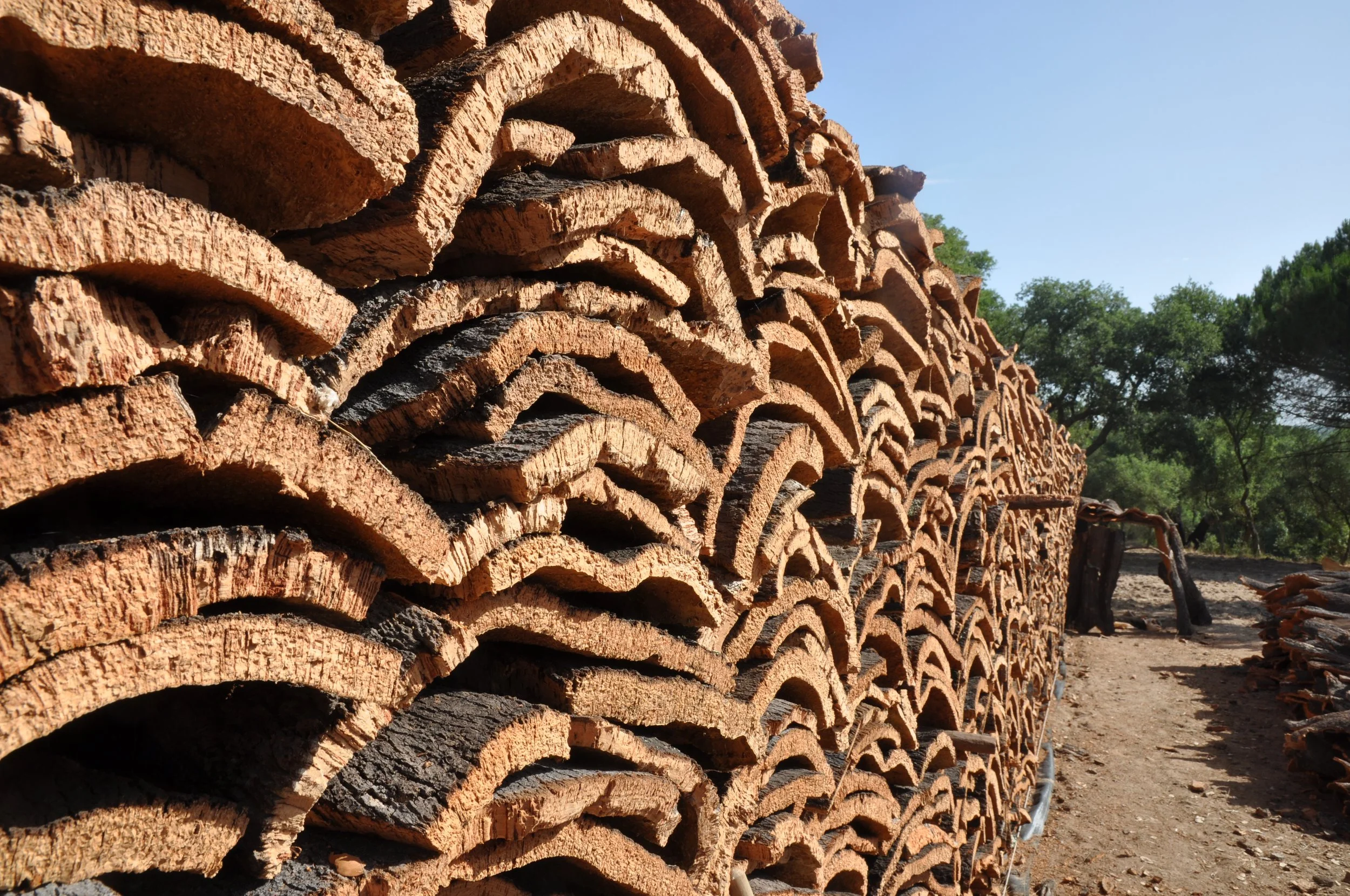 The Cork Harvest Process — Jelinek Cork Group®