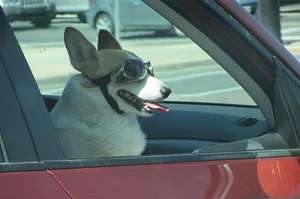 Change, Stress and Humor - How to Become More Change-skilled — Susan ...