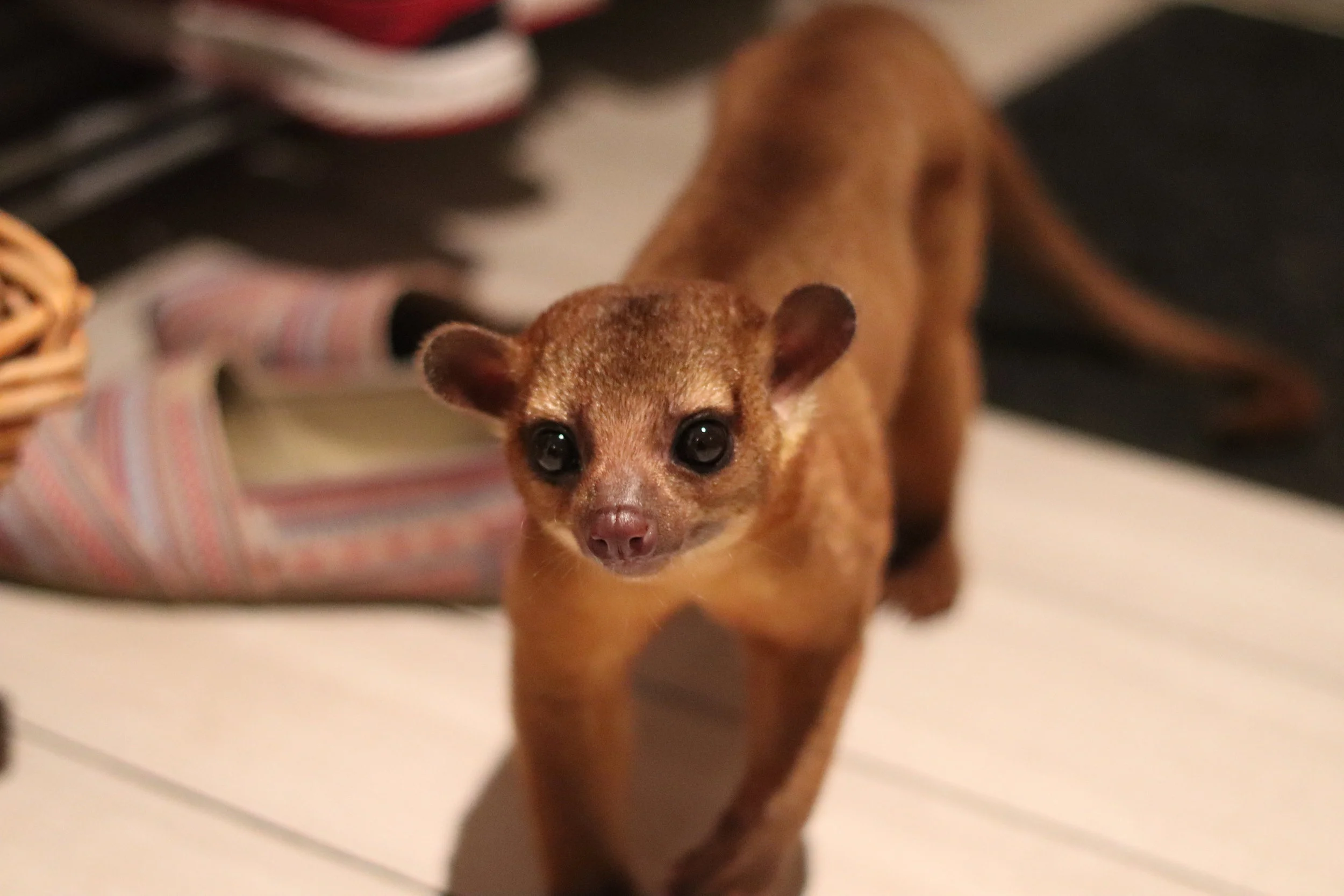 Meet the Male Kinkajous at Kinkatopia – Our Kinka Boys