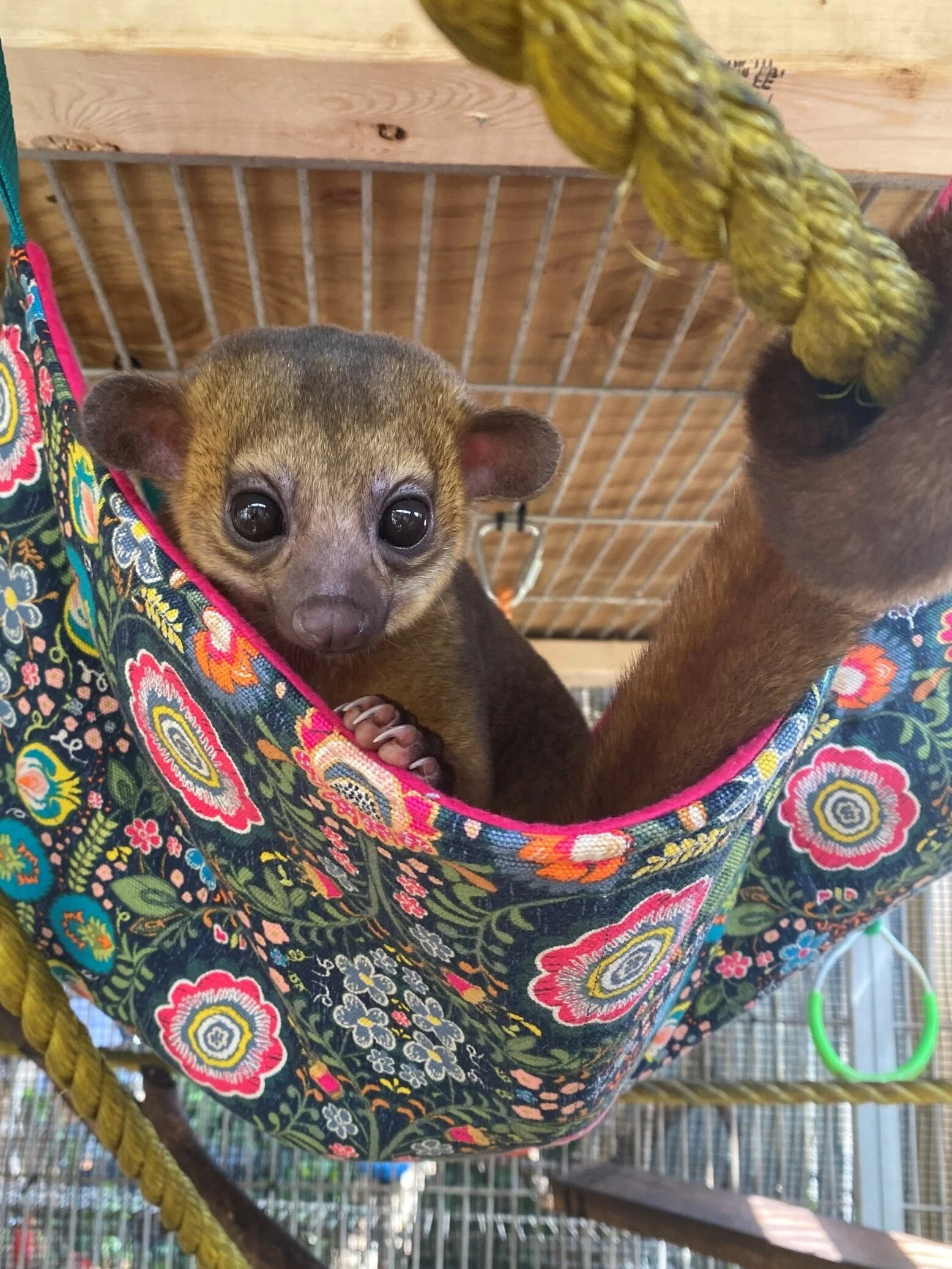 Meet the Male Kinkajous at Kinkatopia – Our Kinka Boys
