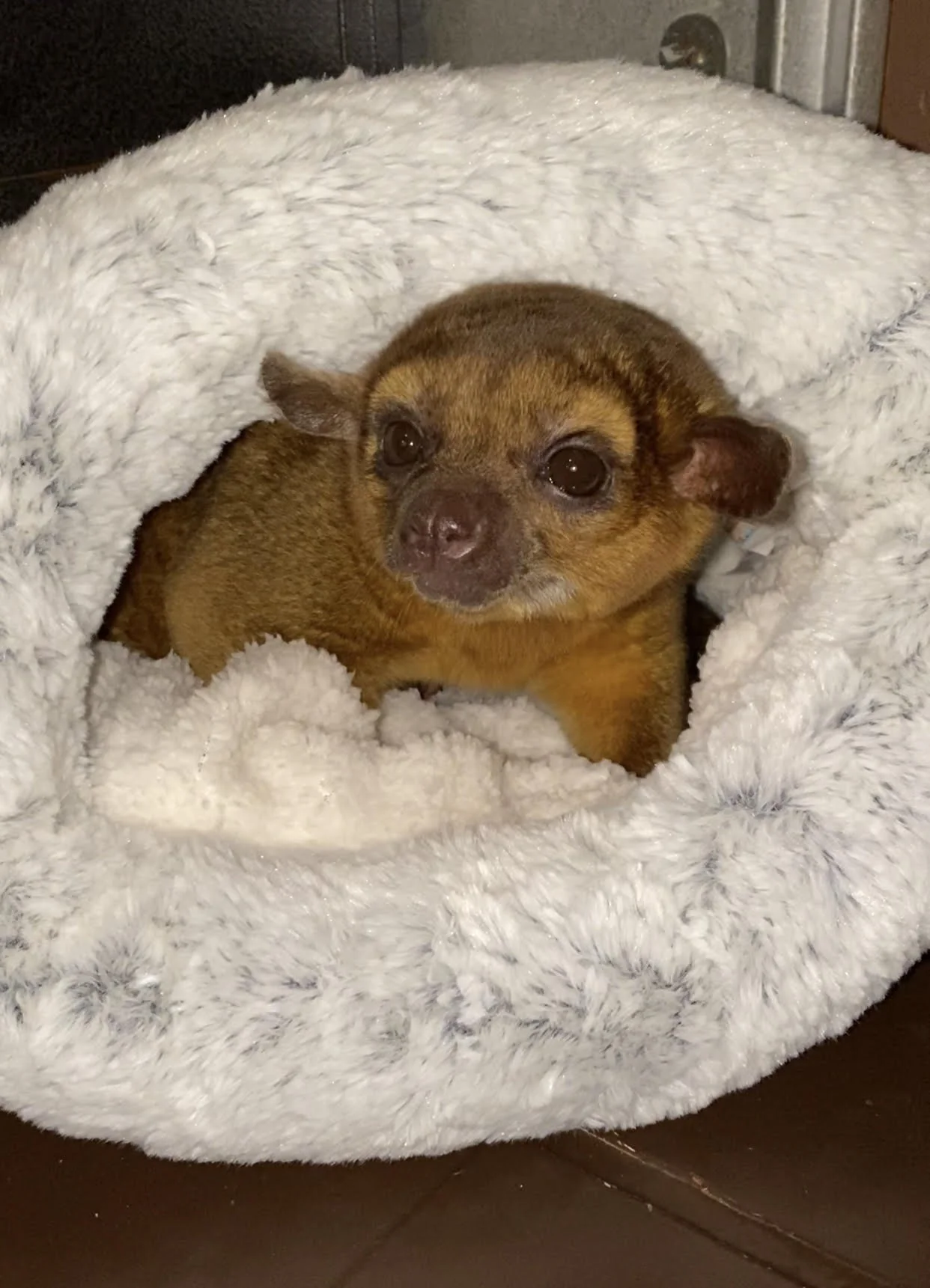 Kinkajous at Kinkatopia – Kinkajou Organization in Florida