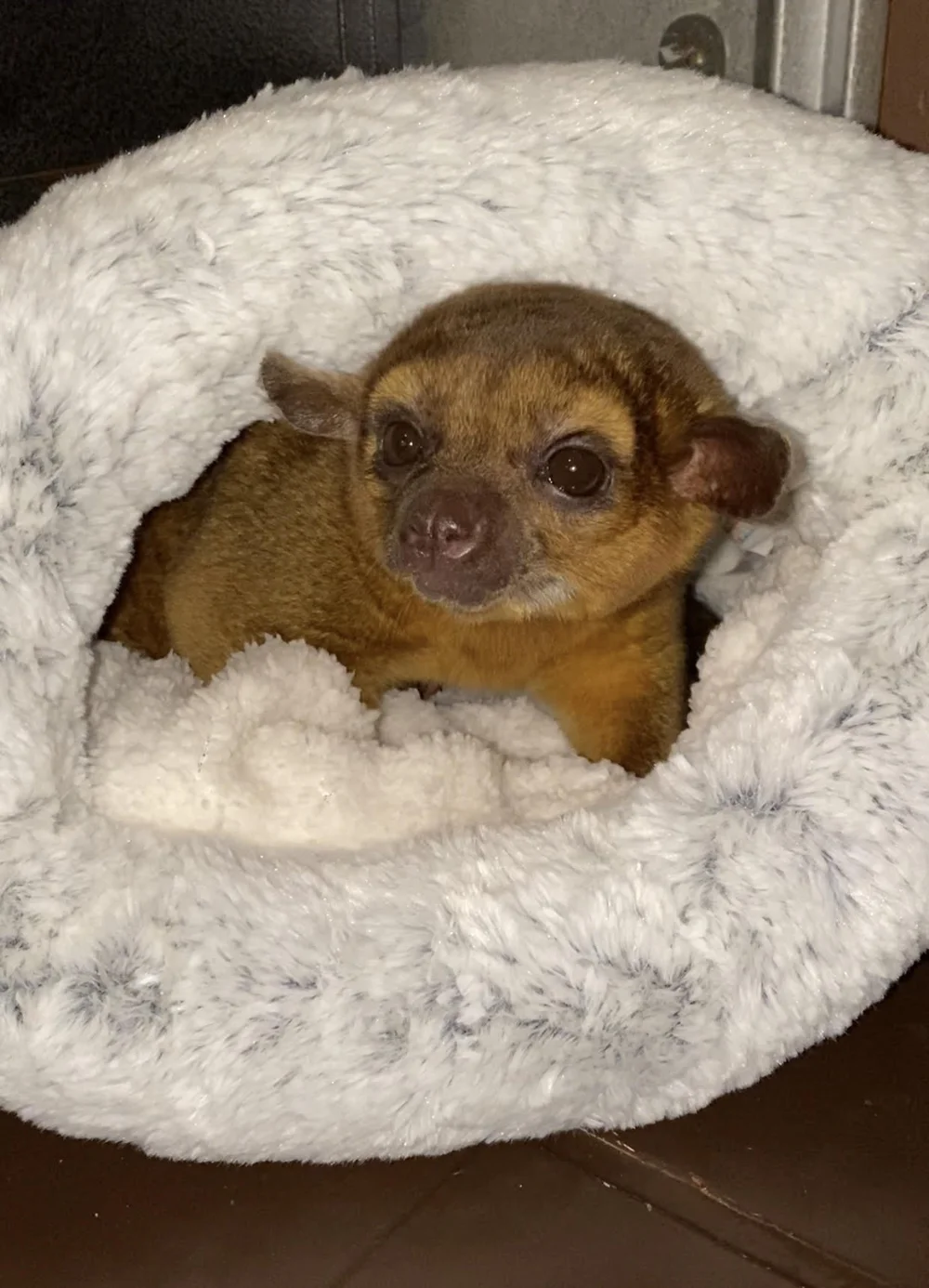 Kinkajous at Kinkatopia – Kinkajou Organization in Florida