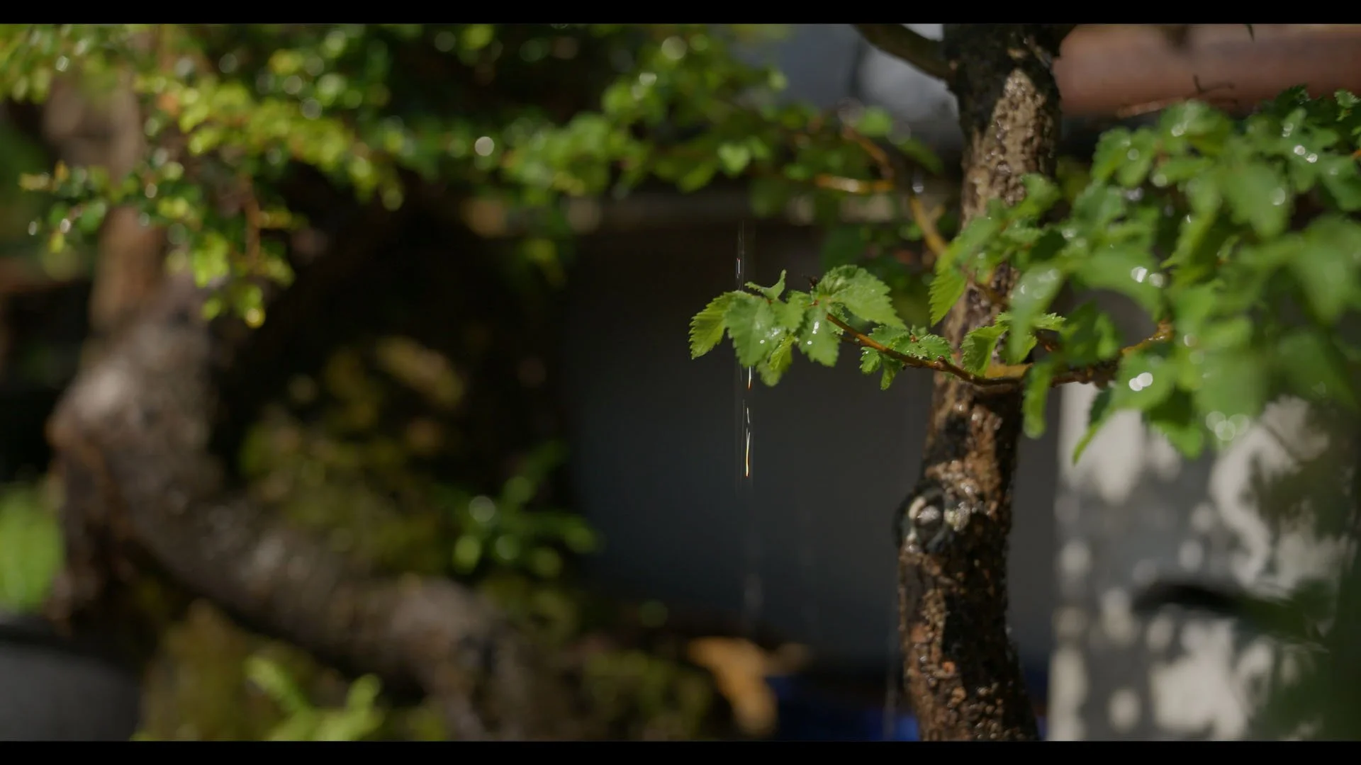 Billy Bonsai — Leap Films