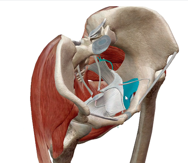The Obturator Internus Muscle — The Pelvic Studio | Pelvic Floor ...