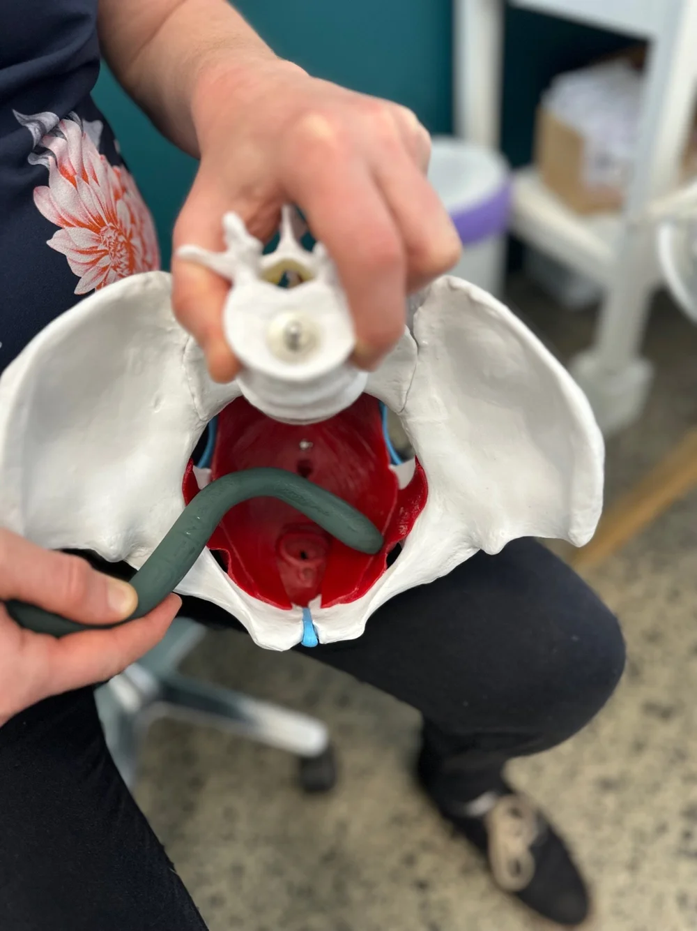 The Obturator Internus Muscle — The Pelvic Studio | Hobart Physiotherapy