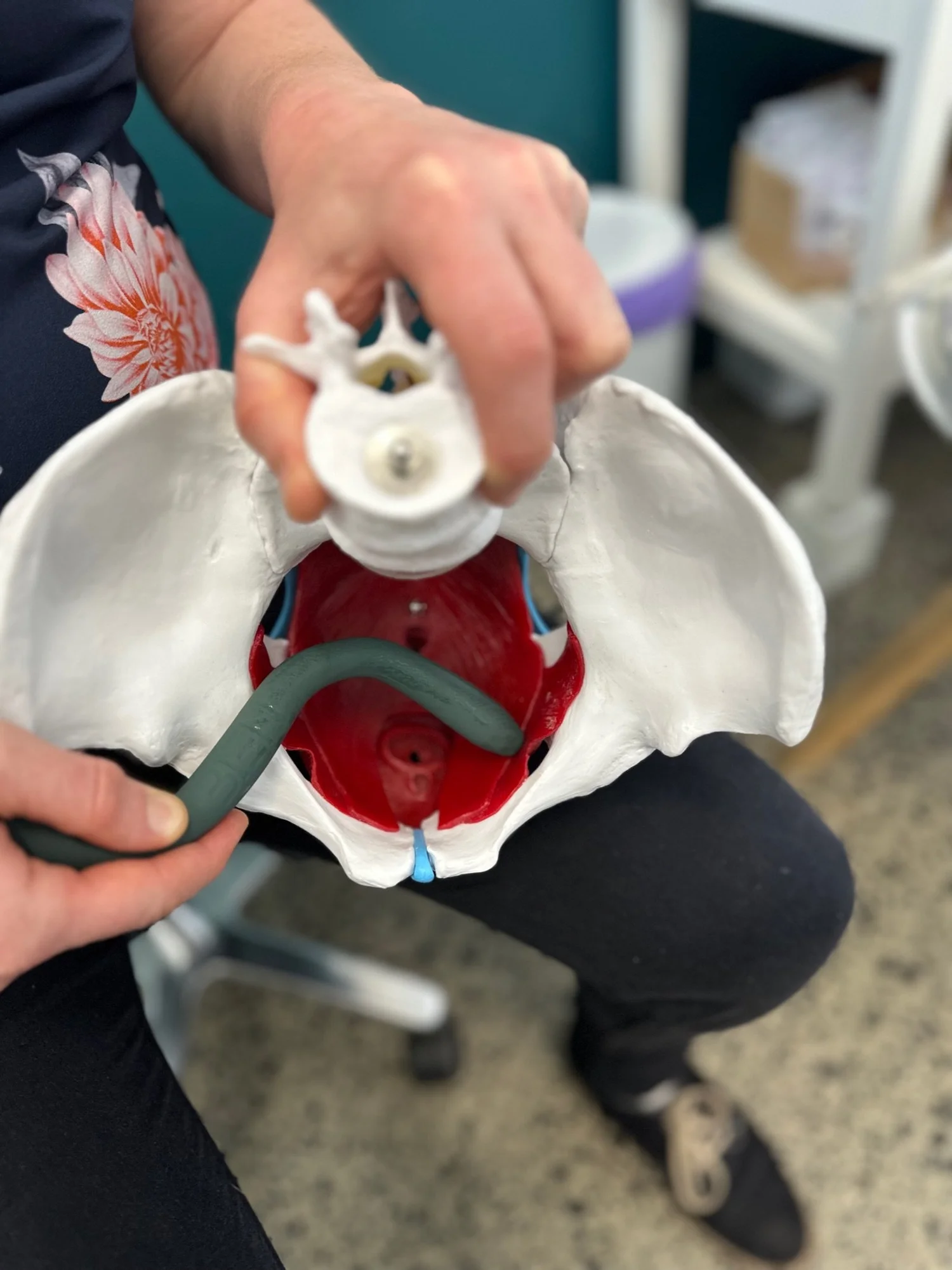 The Obturator Internus Muscle — The Pelvic Studio | Pelvic Floor ...
