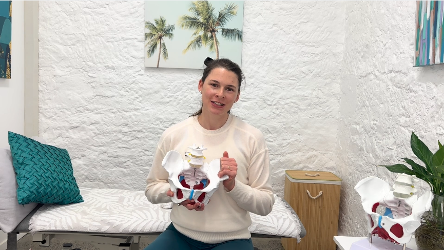The Obturator Internus Muscle — The Pelvic Studio | Pelvic Floor ...