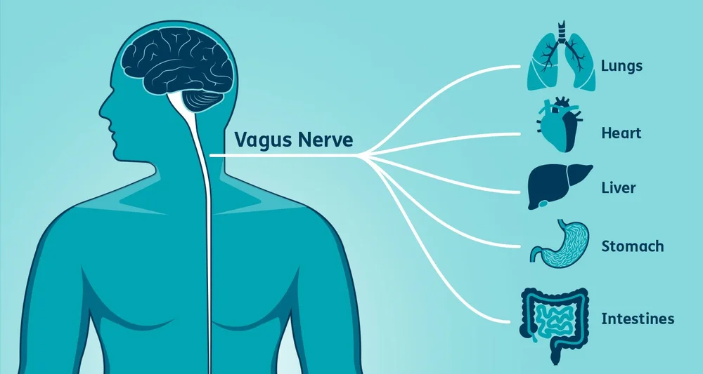 The Vagus Nerve — The Pelvic Studio | Hobart Physiotherapy