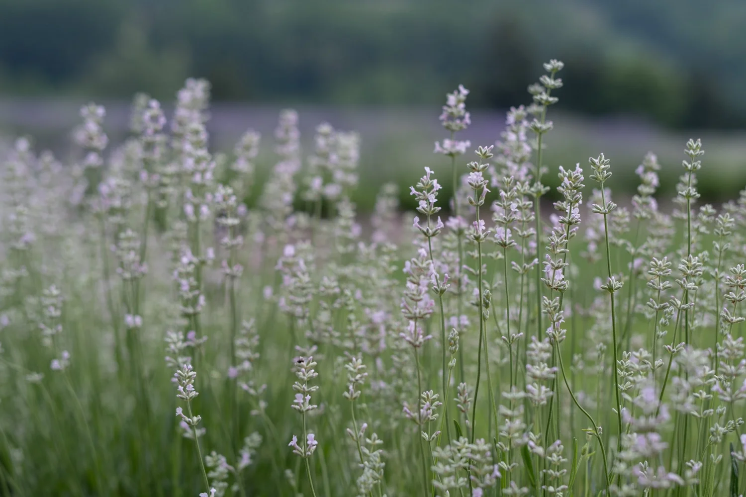 The History of Lavender — WARWICK FURNACE FARM