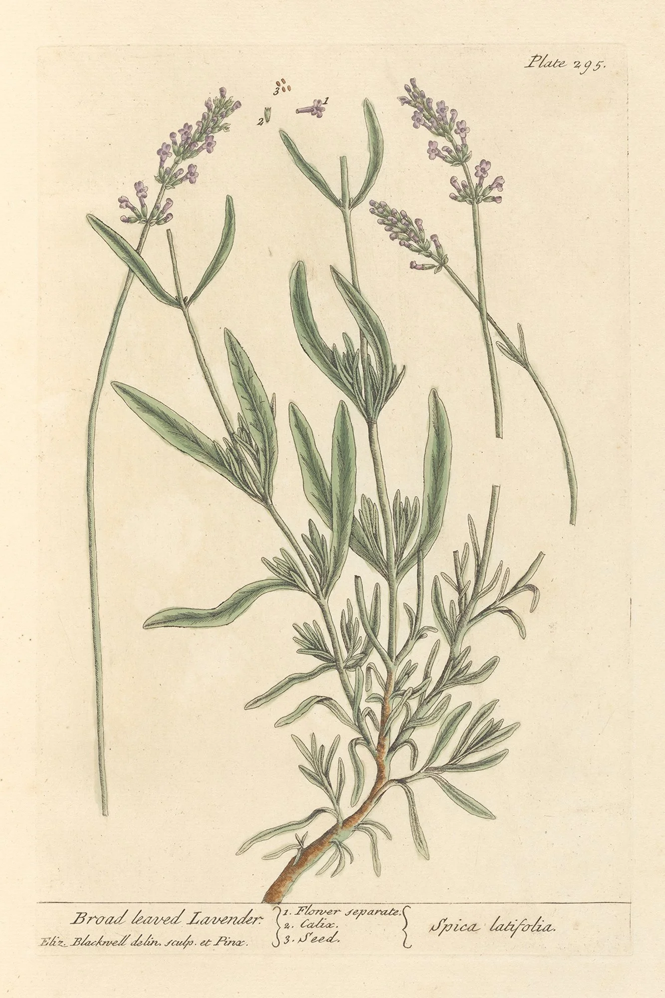 The History of Lavender — WARWICK FURNACE FARM