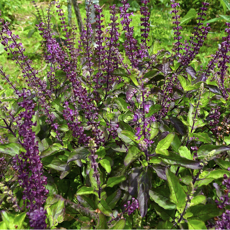 Tulsi, The Incomparable One — Sue's Salves
