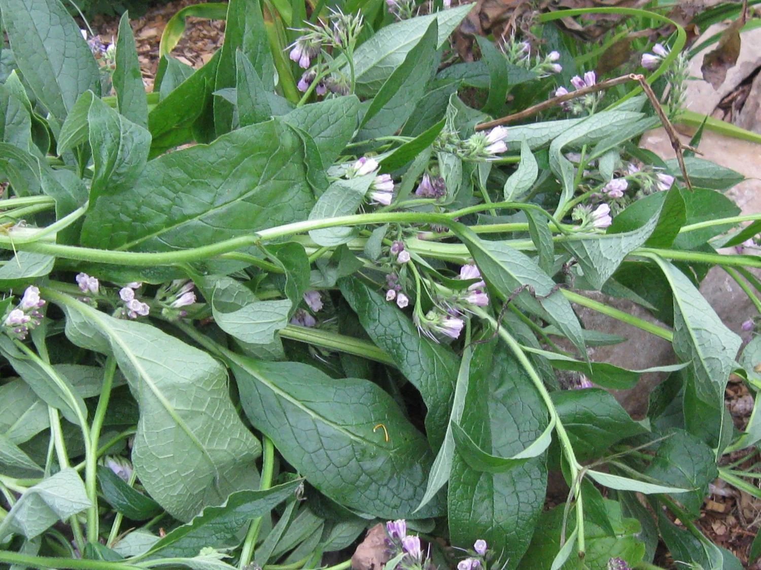Comfrey, The Power of a Plant to Heal — Sue's Salves