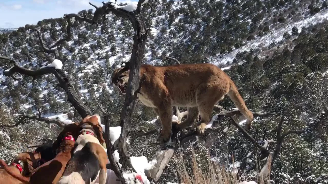 mountain lion hunts with dogs — Graylight outfitters