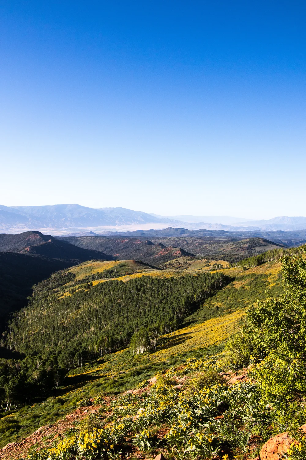 fillmore, pahvant elk — Graylight outfitters