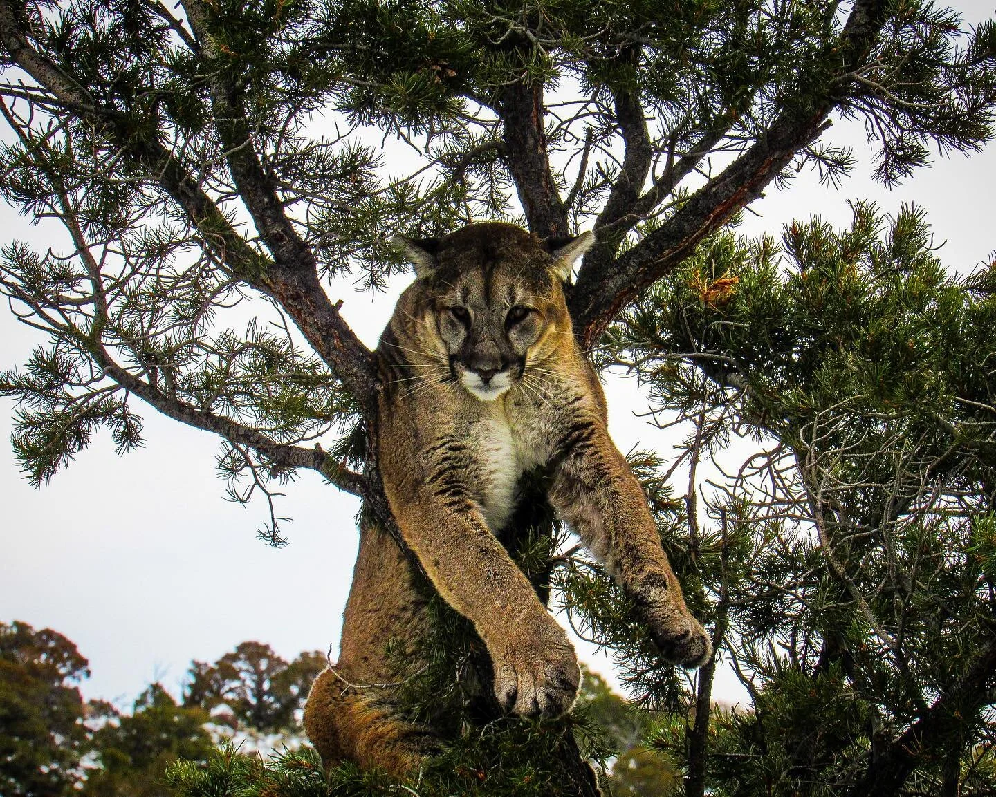 Graylight outfitters