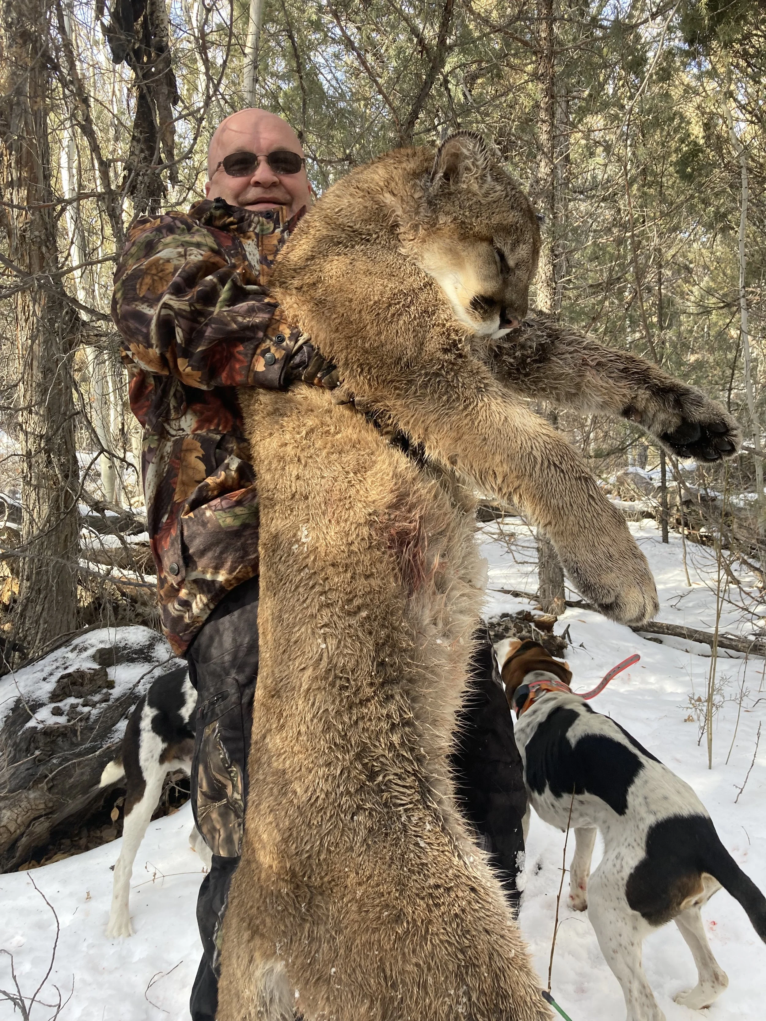 Mountain Lion Hunting Dogs