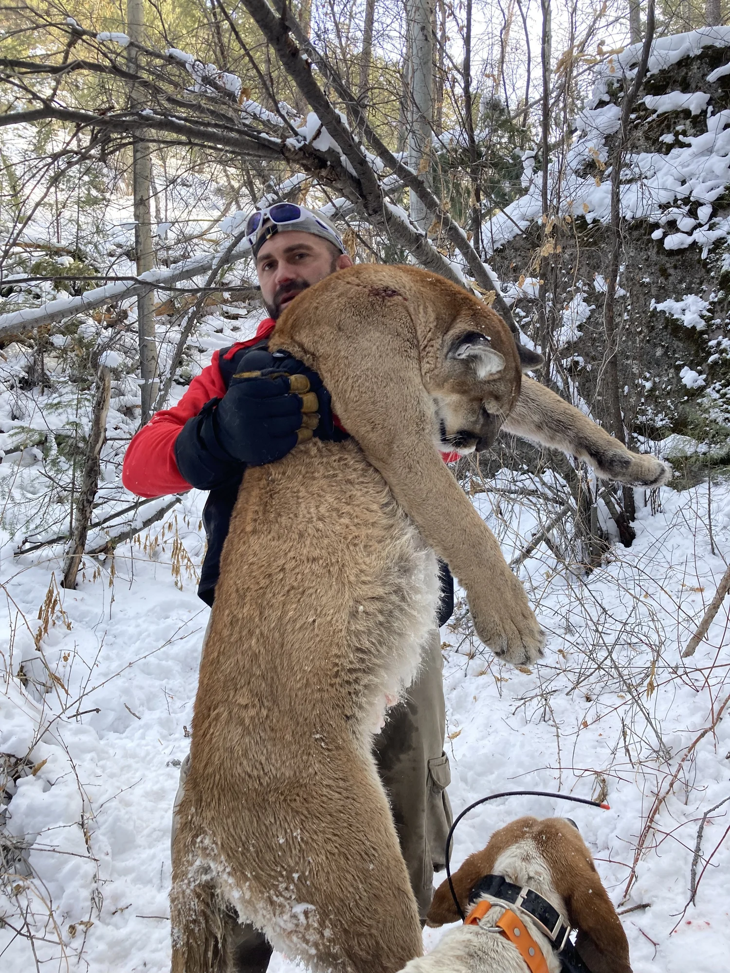 Utah mountain lion hunts with dogs — Graylight outfitters