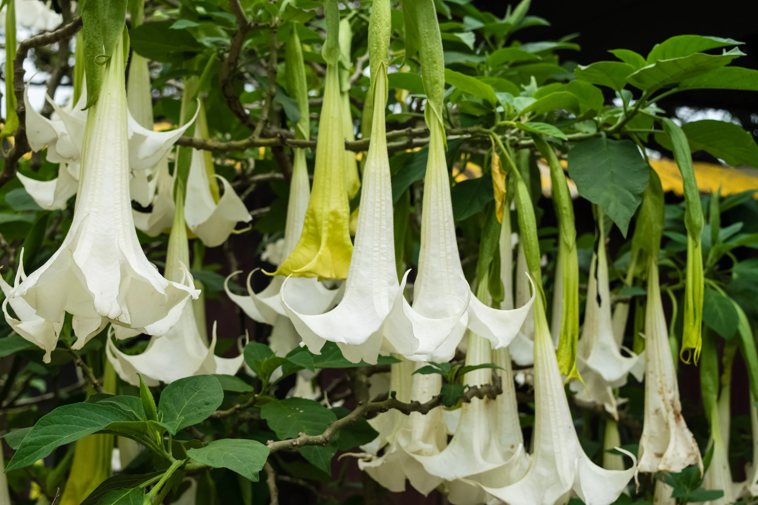Wall Décor White Trumpets Wall Hangings Home Décor etna.com.pe