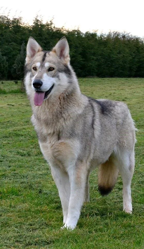 History of the Timber Dog — Timber Dog Club UK