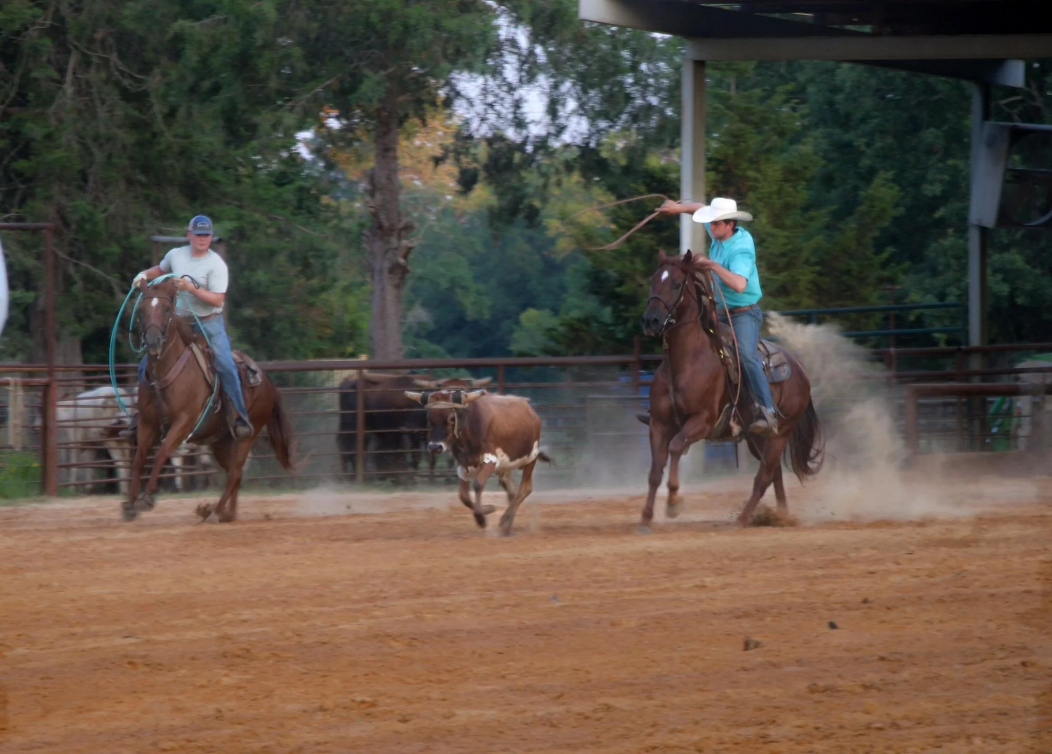 Westbound Marketing Horses — Westbound Marketing