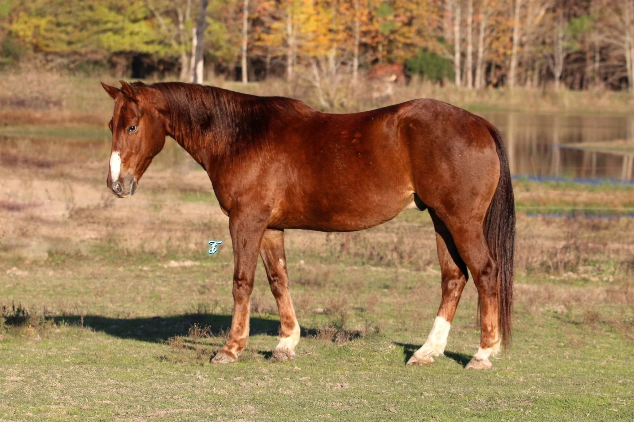 Westbound Marketing Horses — Westbound Marketing