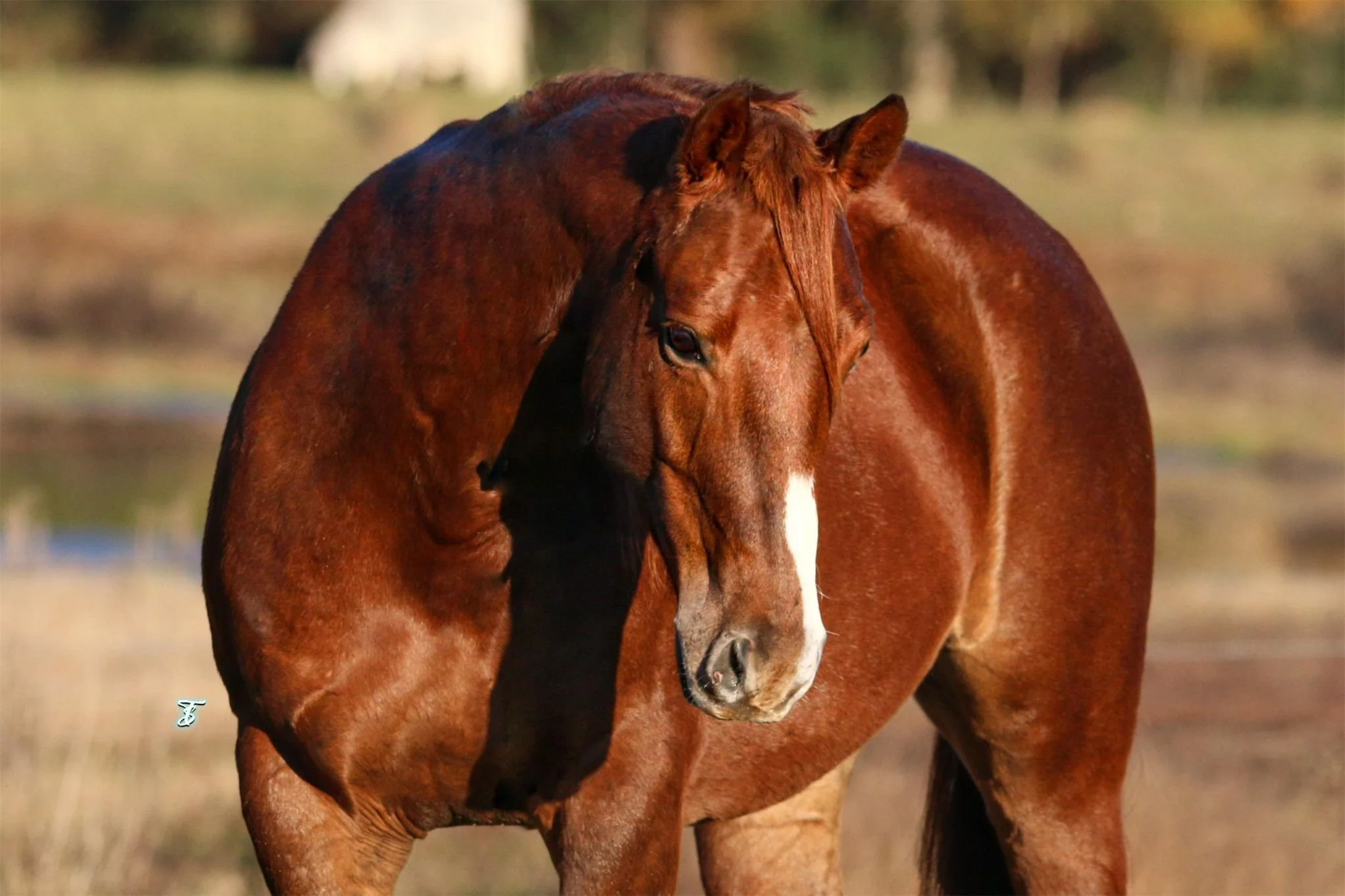 Westbound Marketing Horses — Westbound Marketing