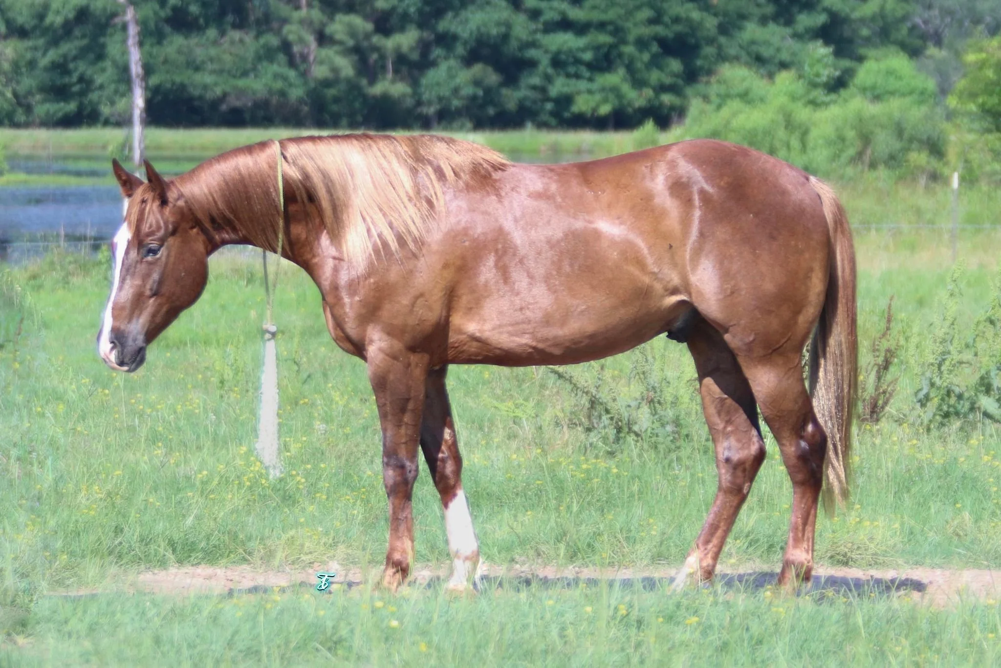Westbound Marketing Horses — Westbound Marketing