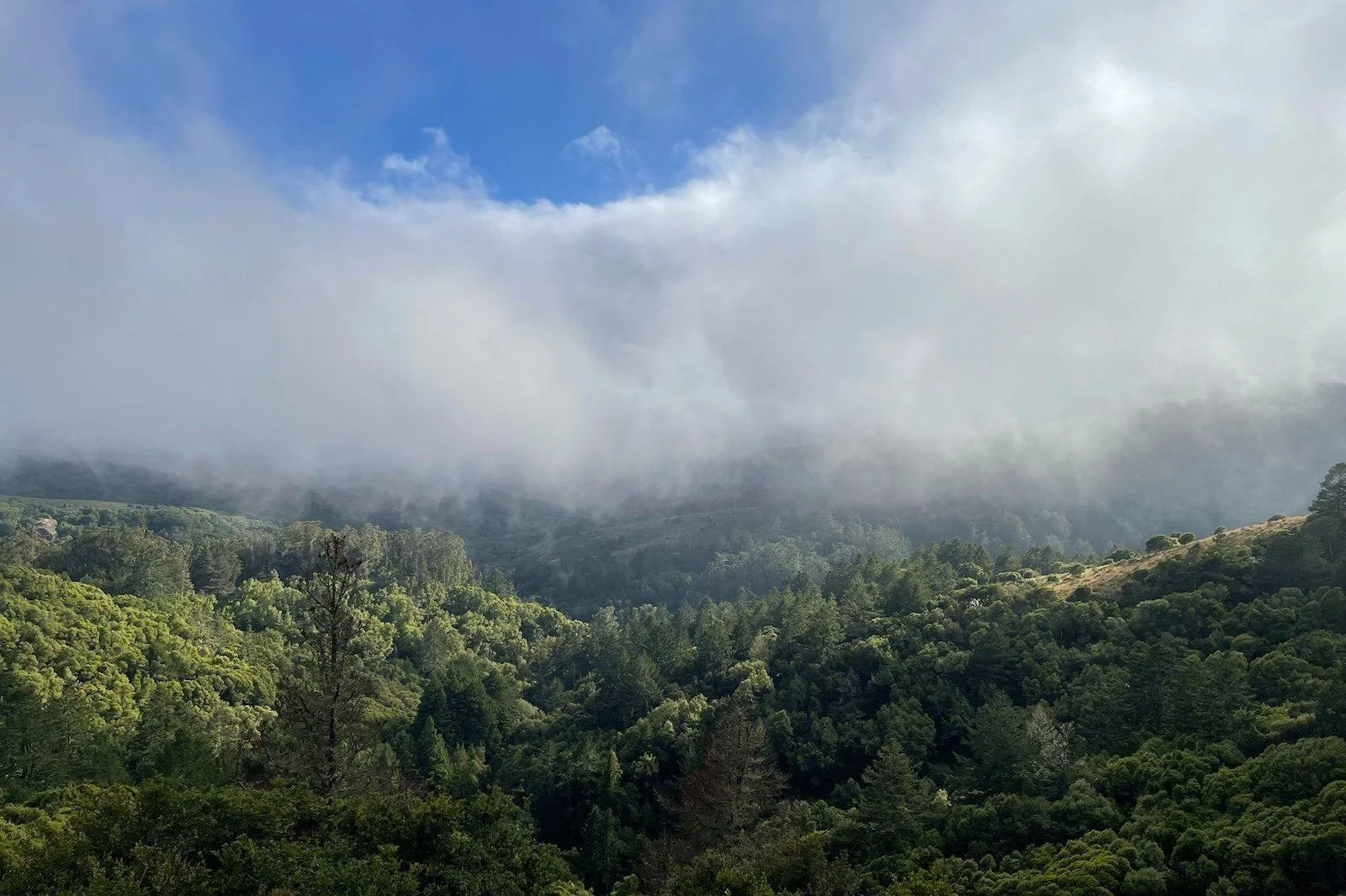 Redwood Trees — The Pragmatic Philosopher