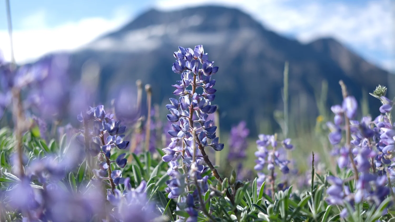 Wildflower Walks in Waterton Lakes National Park — Tamarack Outdoors