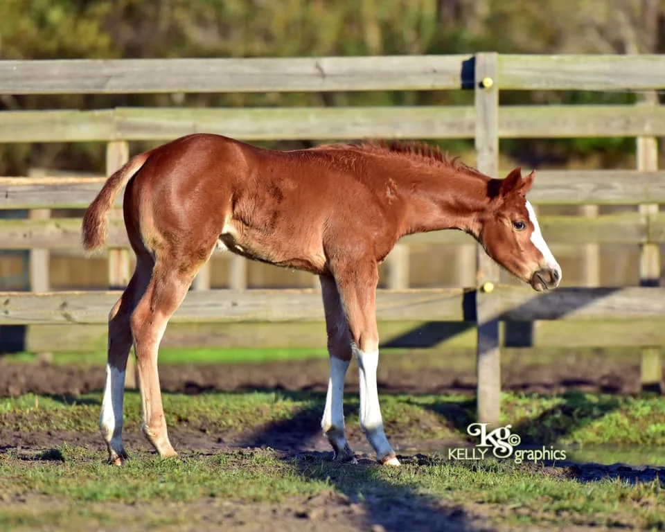 Checkkmate — La Rose Performance Horses