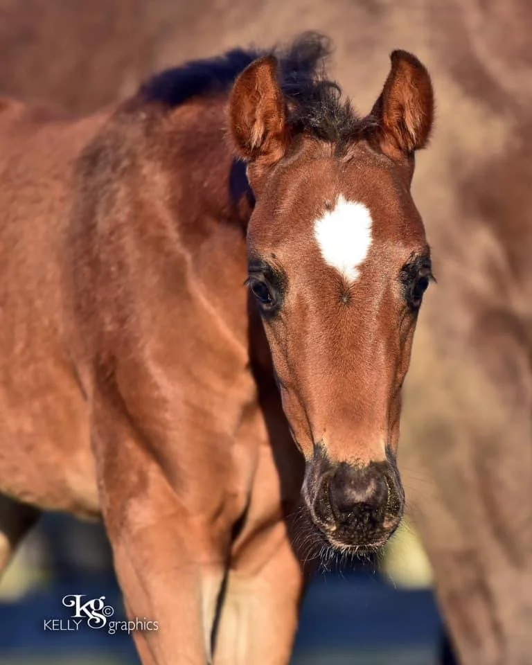 Repro Division — La Rose Performance Horses