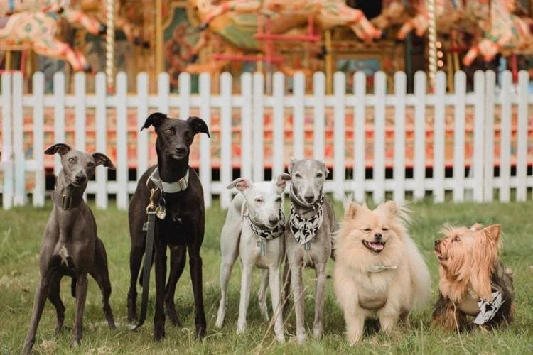 Dog Events for 2021 | Harbour Hounds