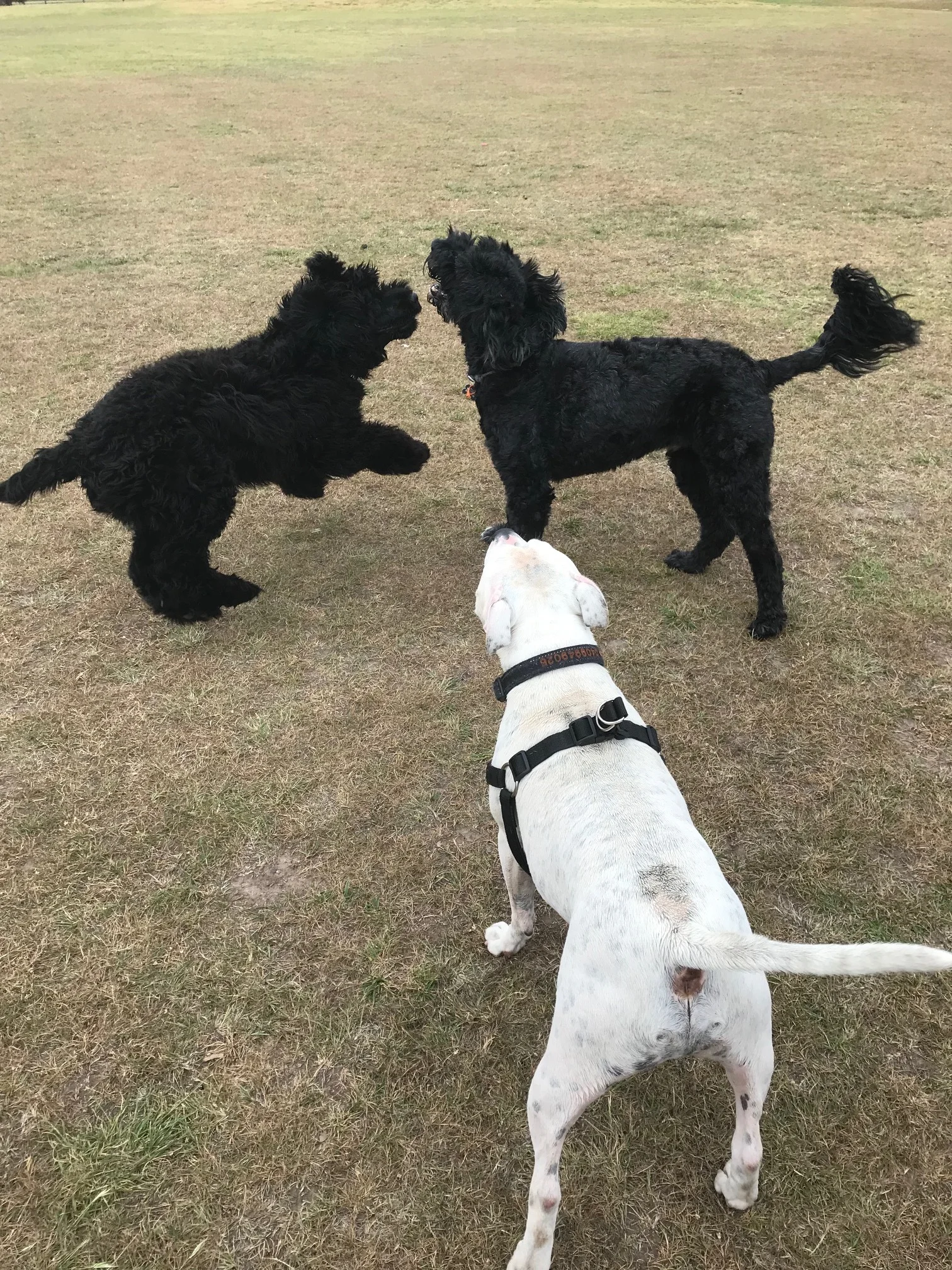 Laura Mundy Dog Training