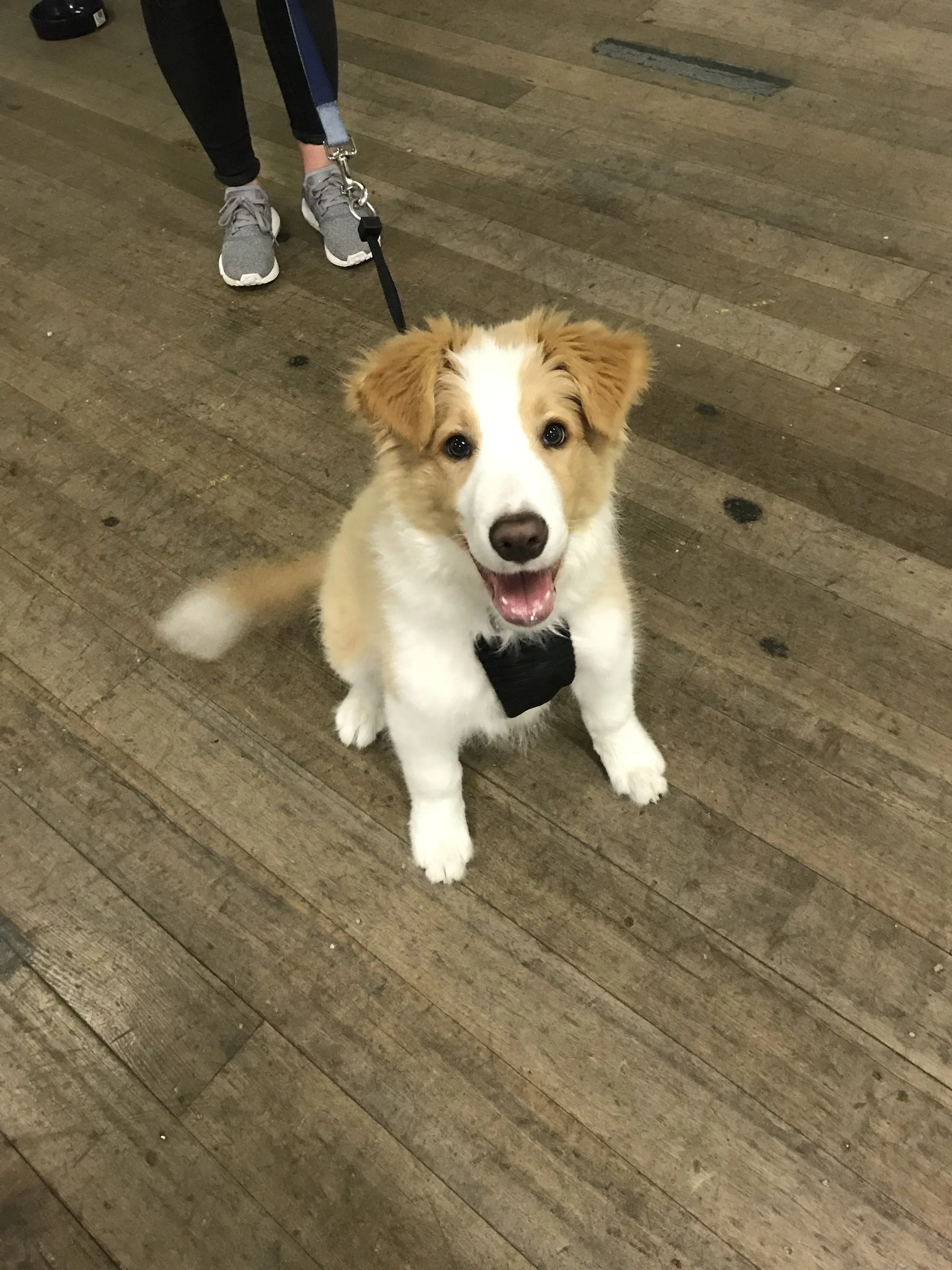 Laura Mundy Dog Training