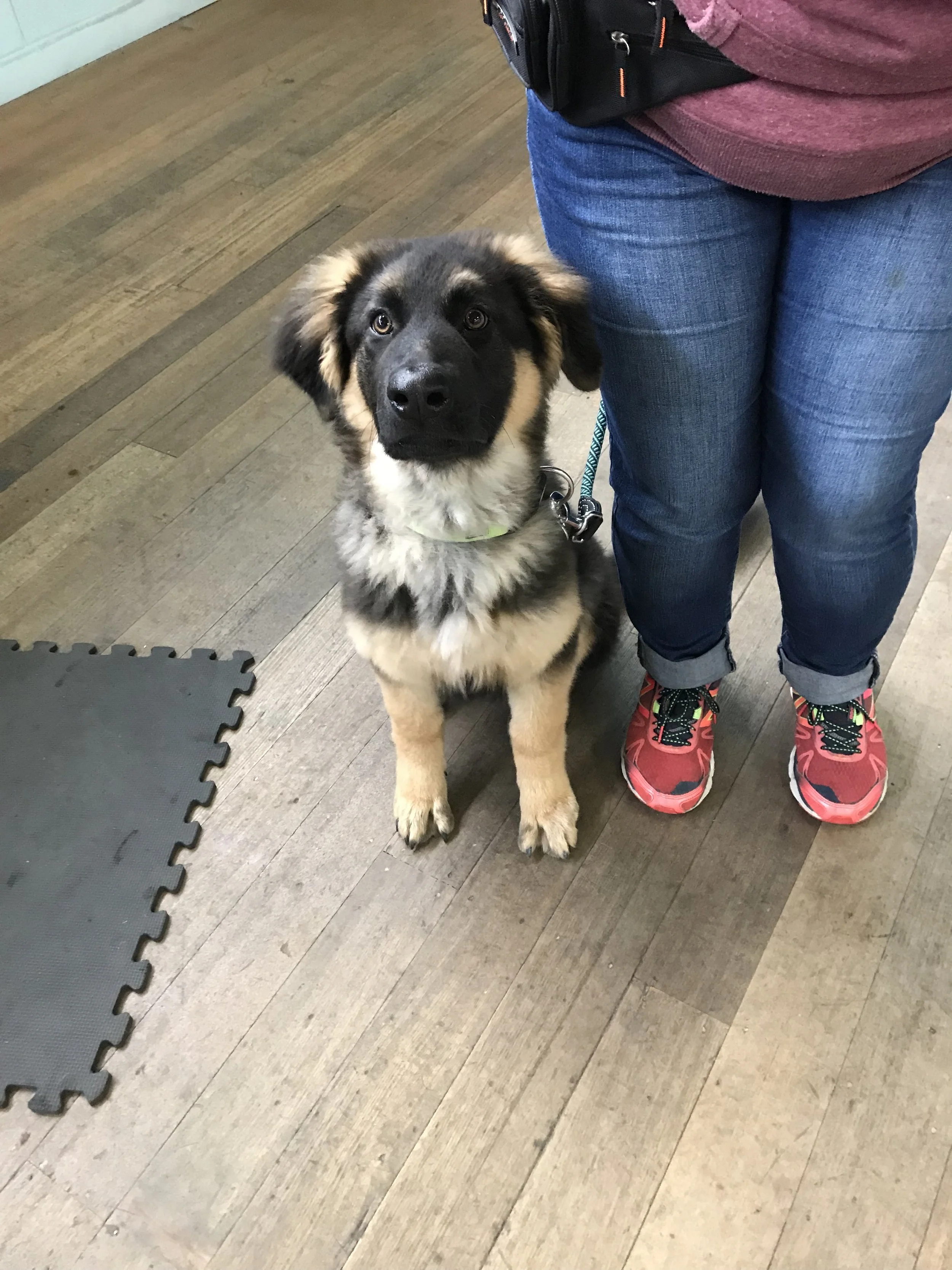 Laura Mundy Dog Training