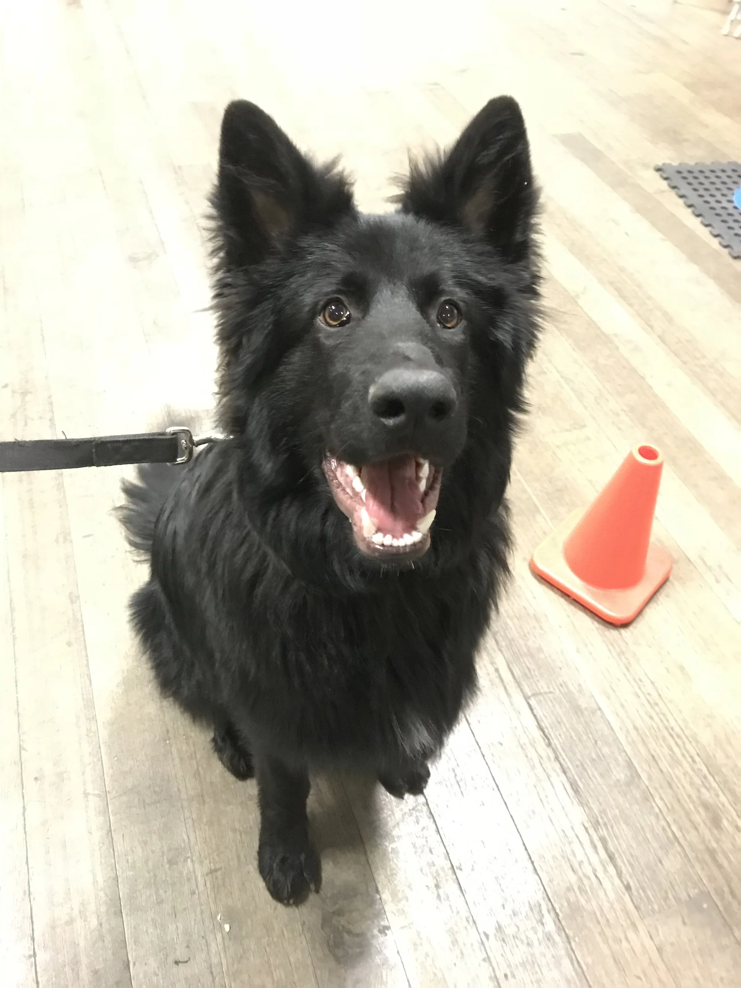 Laura Mundy Dog Training