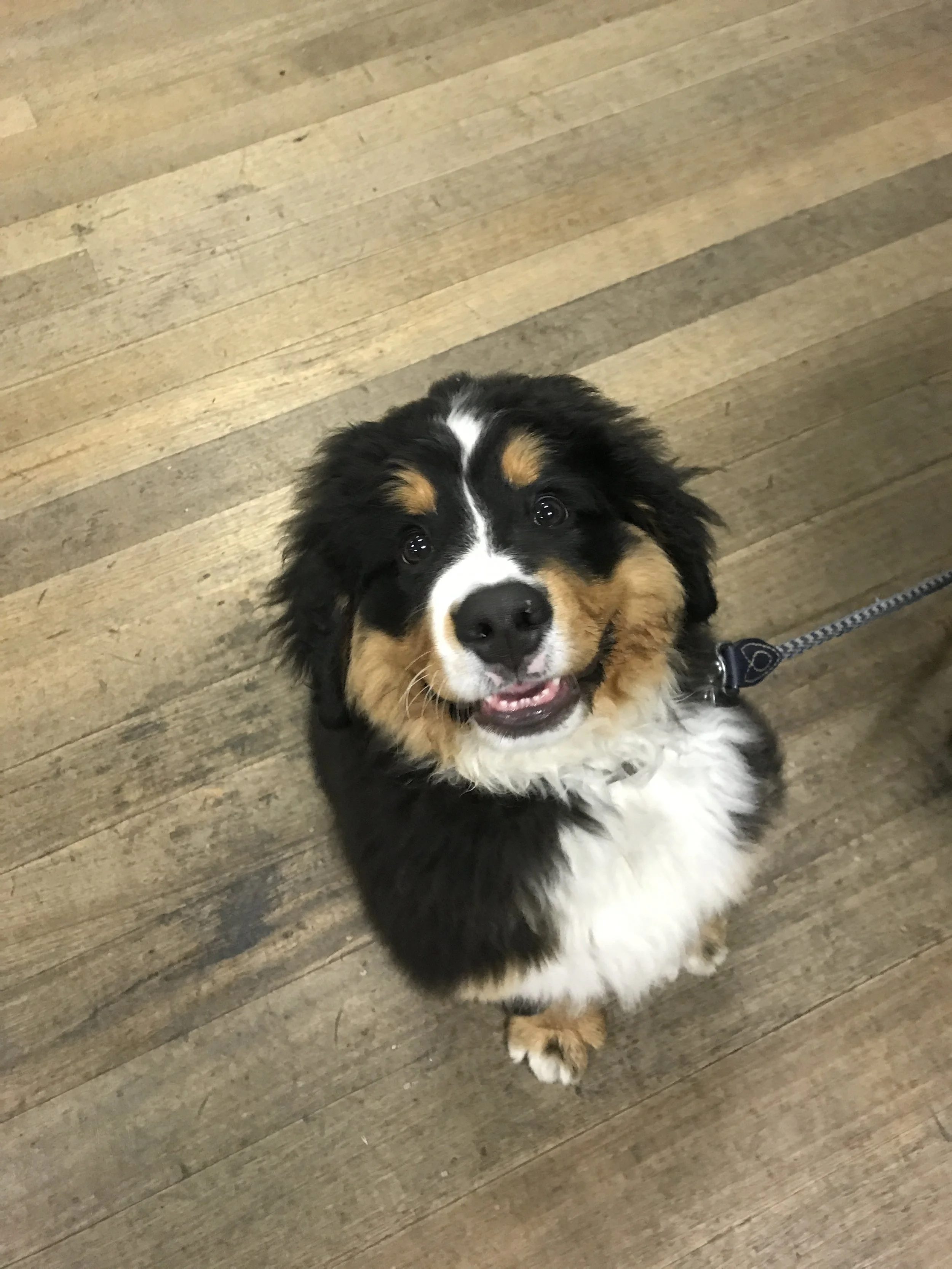 Laura Mundy Dog Training