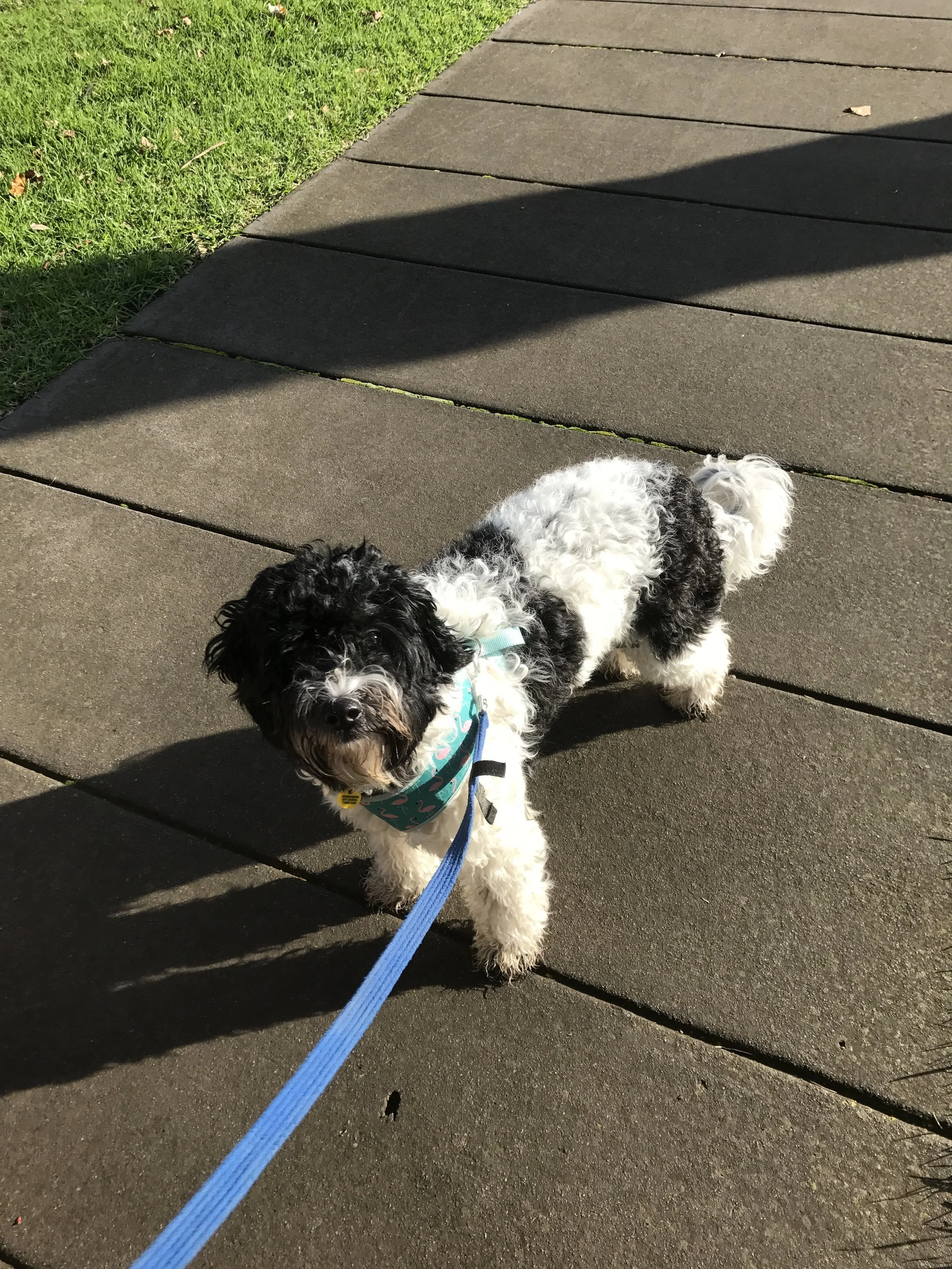 Laura Mundy Dog Training