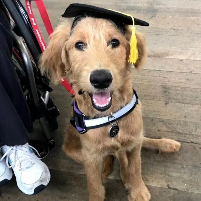 Group courses — Laura Mundy Dog Training