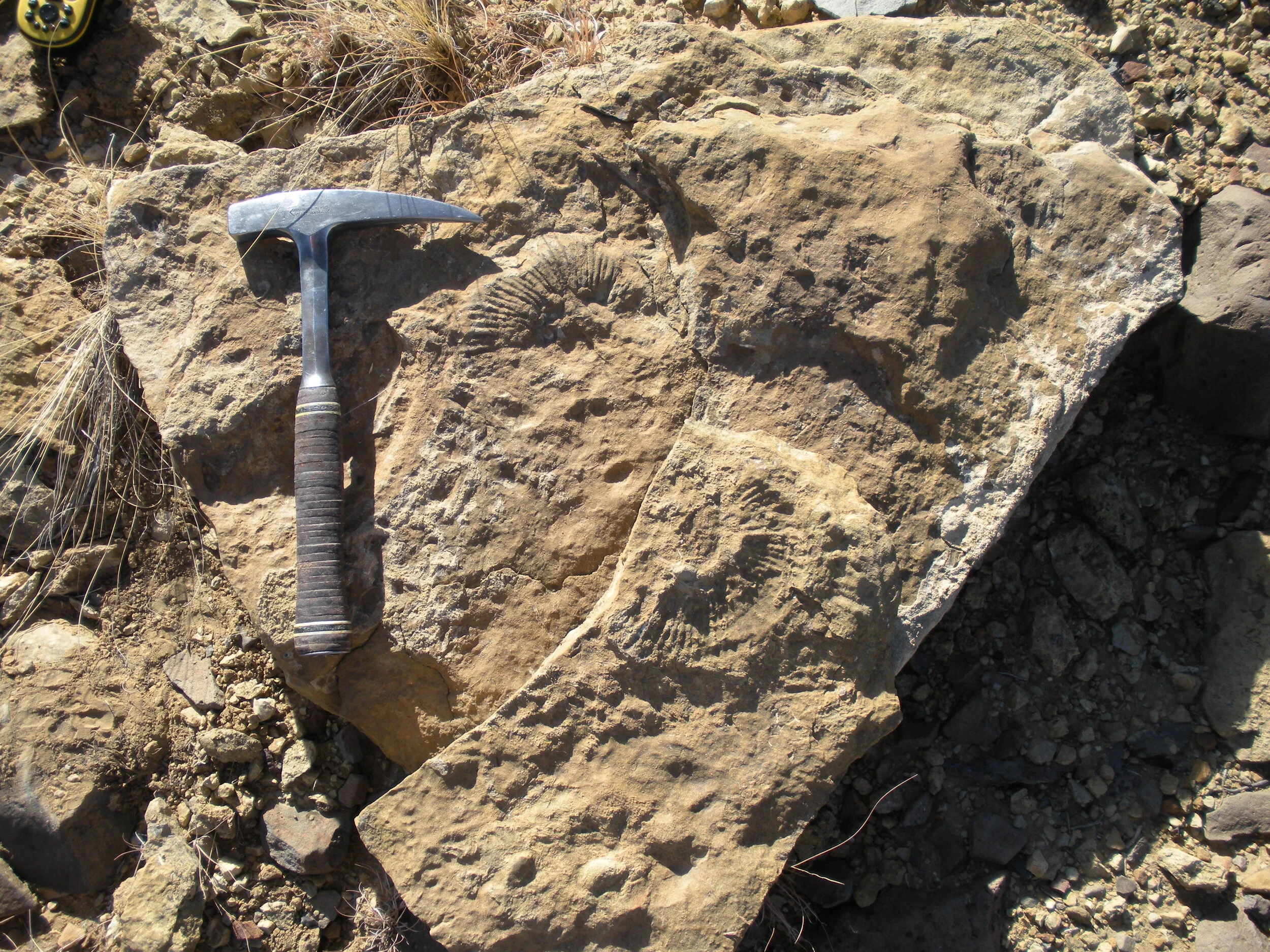 Geologic Mapping — Glorieta Geoscience