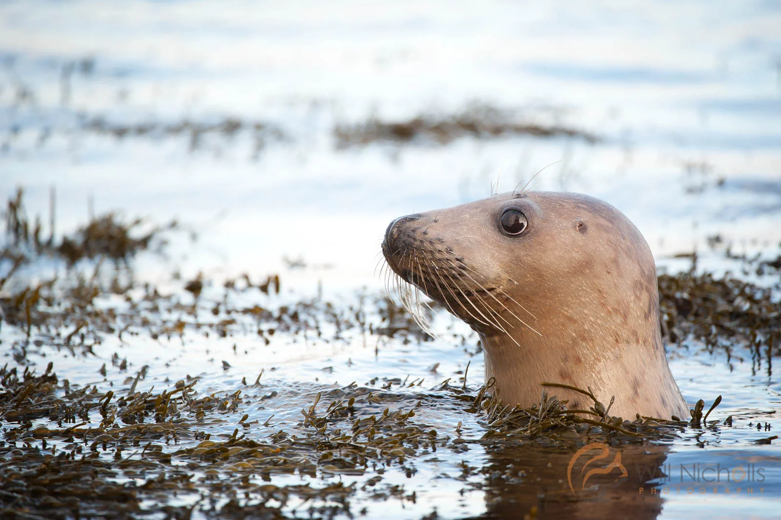 British Mammal Photos — Will Nicholls