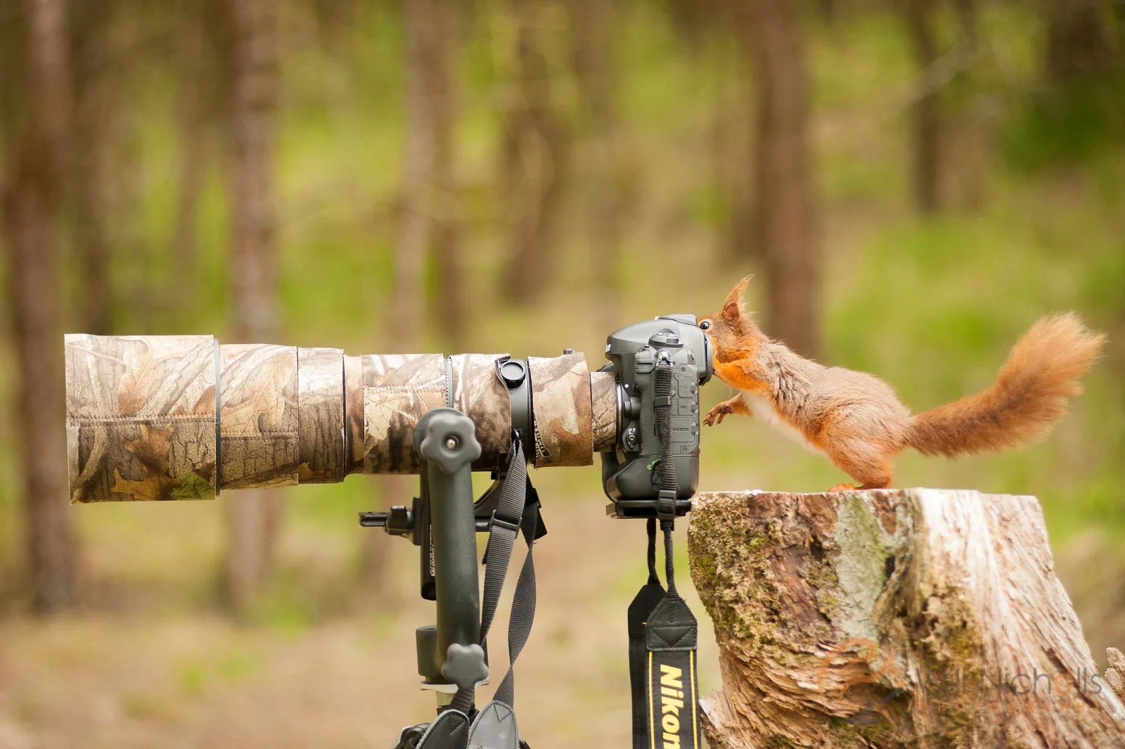 British Mammal Photos — Will Nicholls