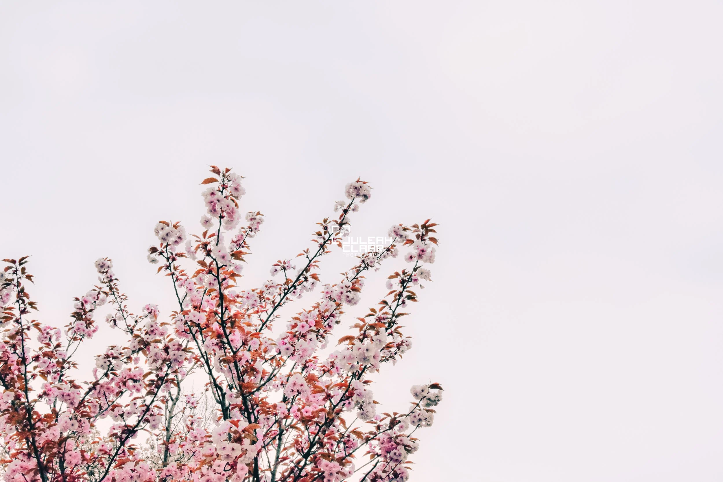 Minimalist — Juleah Claar Photography