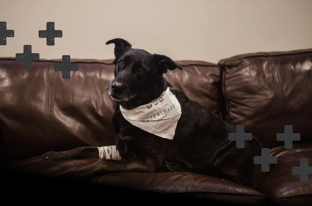 Forth Valley Vet Clinic