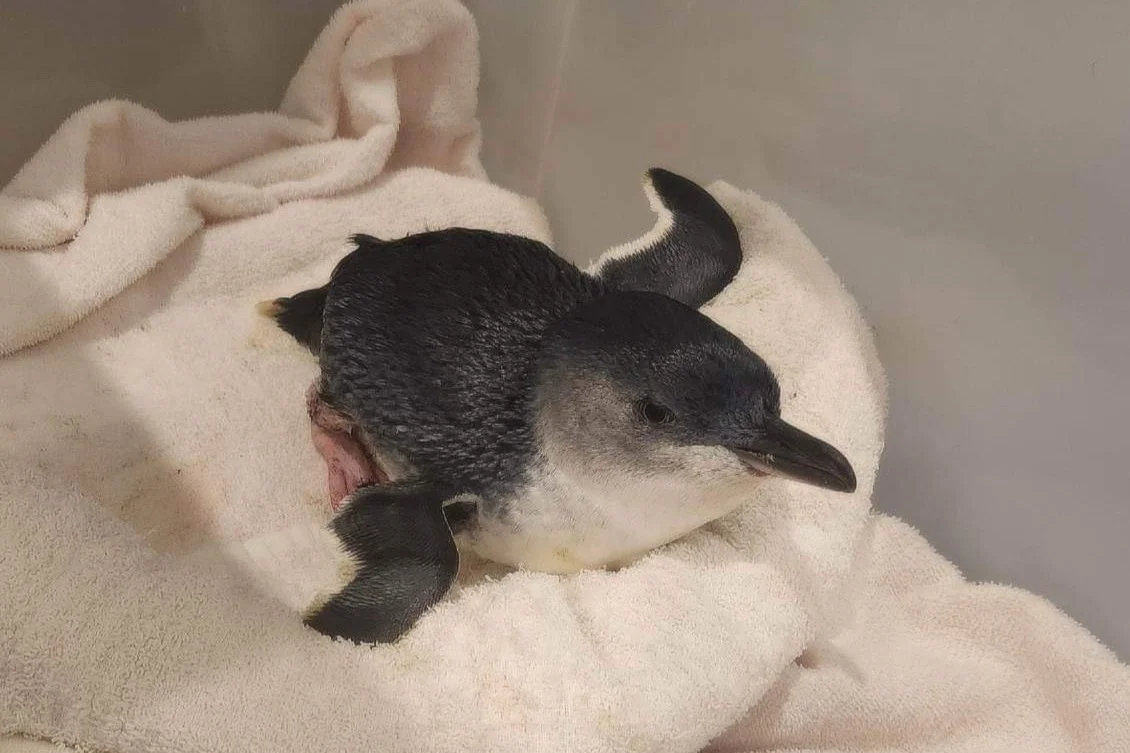 Wildlife Vet Hospital Tasmania — Forth Valley Vet Clinic