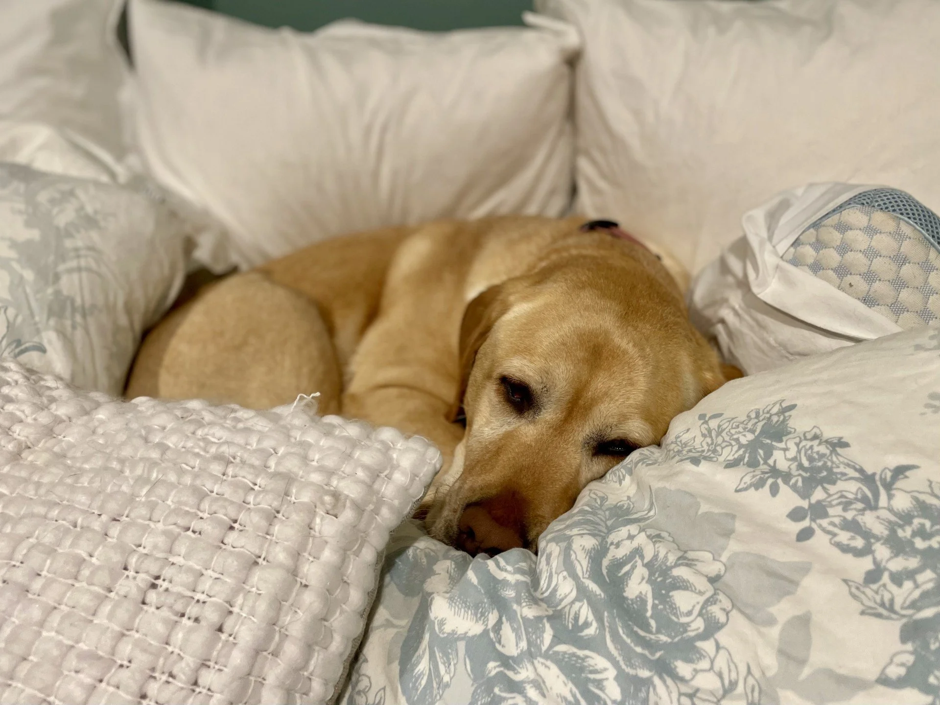 The Birthday Scare That Revealed Xena’s Secret — Forth Valley Vet Clinic