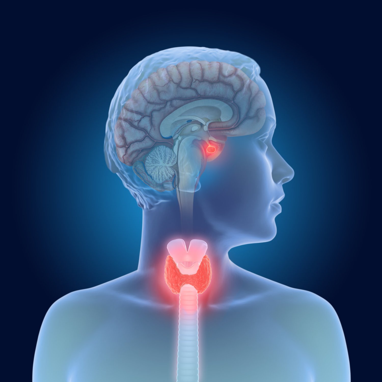 Endocrine Specialist Centre