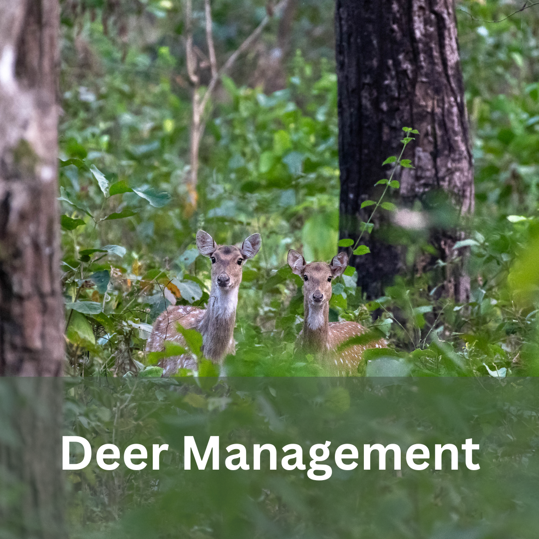 Deer Management — Community Woodlands Association