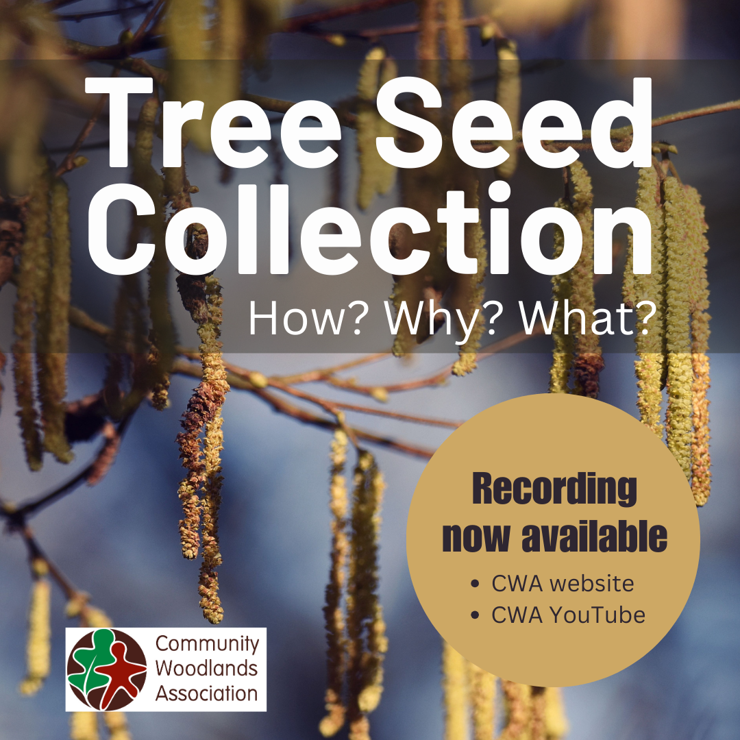 Tree Seed Collection — Community Woodlands Association